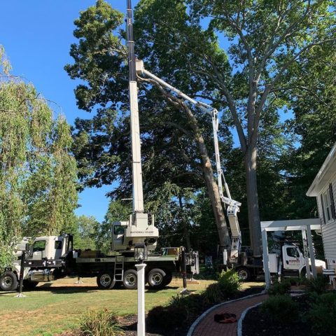Southington, CT | Best Tree Service Near Me | Tree Removal | Tree ...